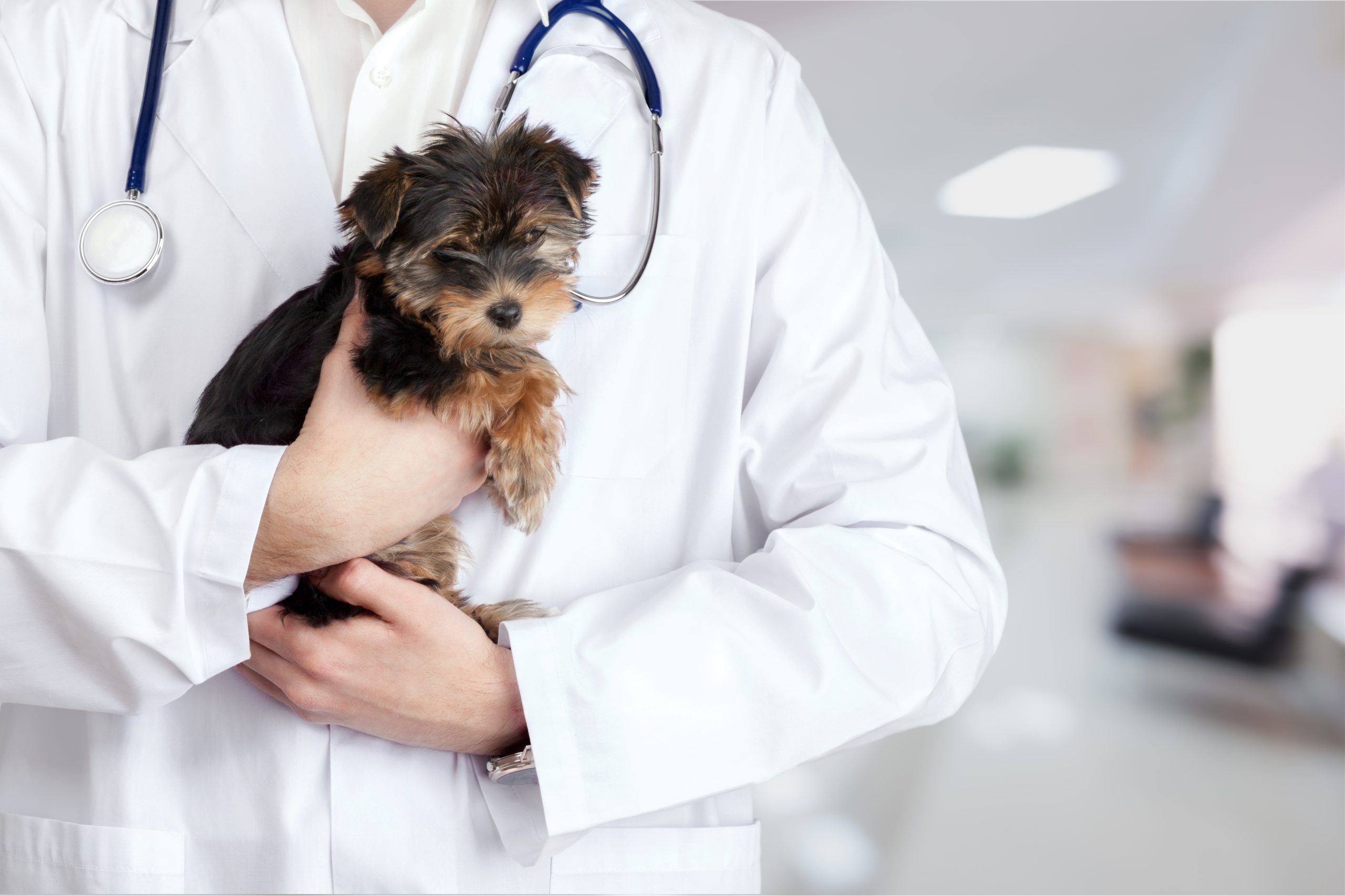 Promote Veterinary Hospital Efficiency With a 'Doctor First' Approach ...